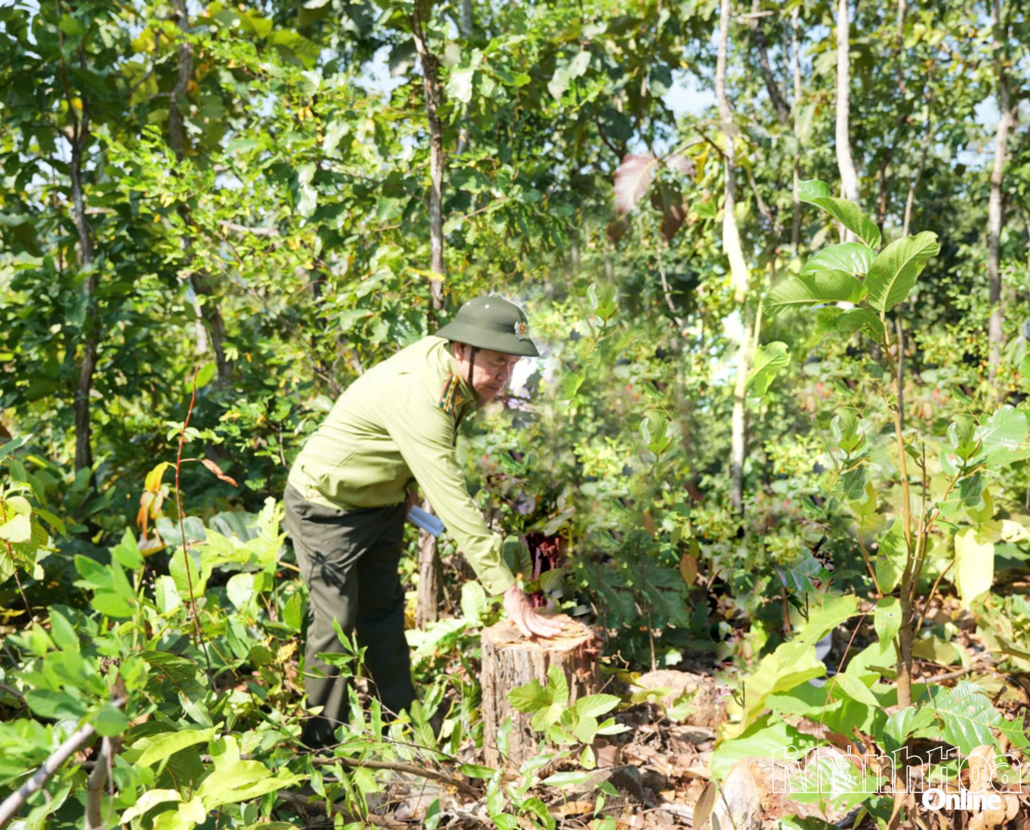 Strengthening forest protection and management - Báo Khánh Hòa điện tử