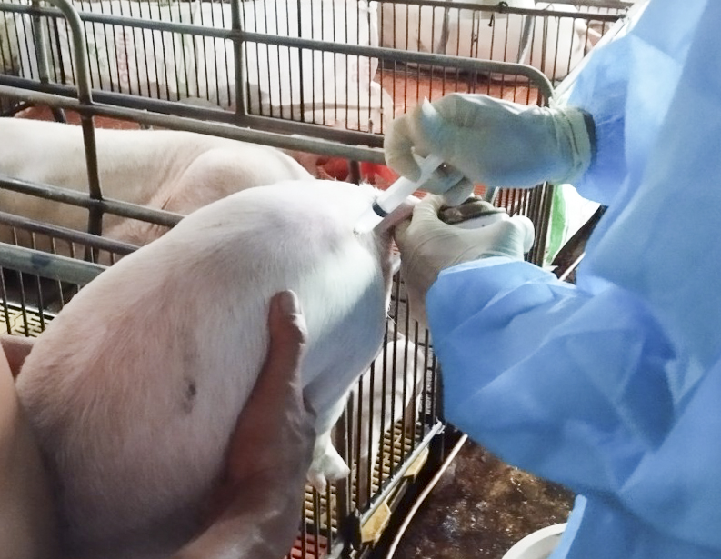 Kết quả tiêm phòng bệnh dịch tả heo châu Phi khả quan - Báo Khánh Hòa ...