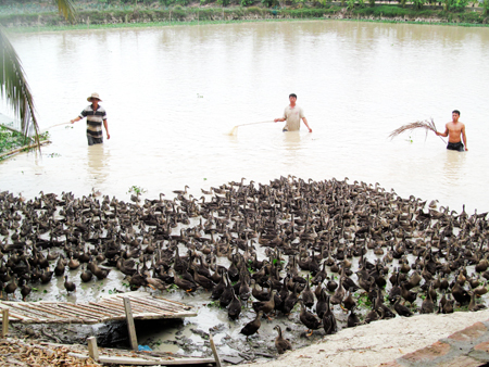 A farm raising wild ducks successfully - Báo Khánh Hòa điện tử